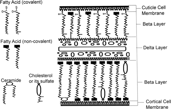 Morphological, Macromolecular Structure and Hair Growth | SpringerLink