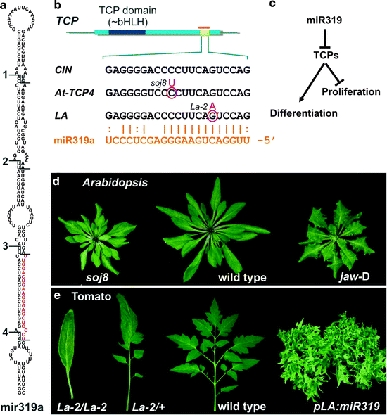 Role of MicroRNA miR319 in Plant Development | SpringerLink