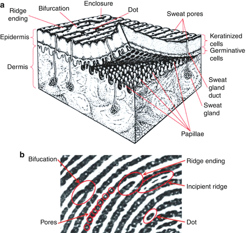 Anatomy of Friction Ridge Skin | SpringerLink