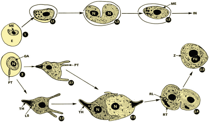 Gametes: Protozoa | SpringerLink