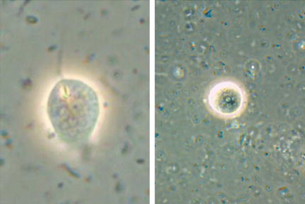 Histomonas meleagridis | SpringerLink