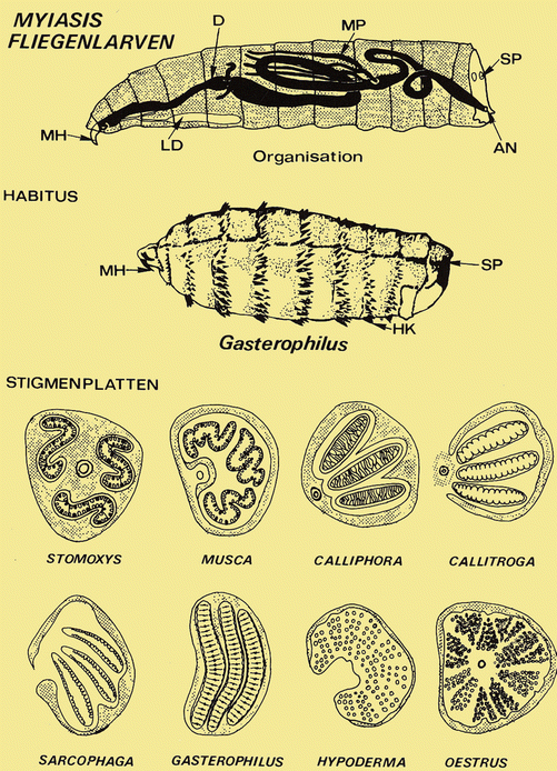 Myiasis, Animals | SpringerLink