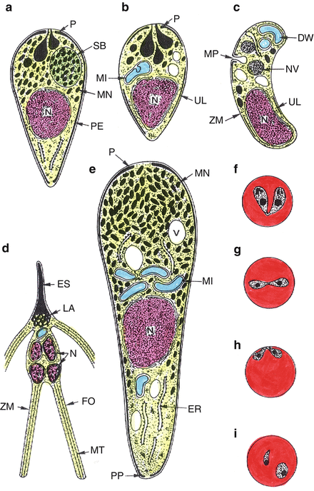 Theileria Species | SpringerLink
