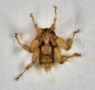 Nycteribiidae (Bat Flies) | SpringerLink