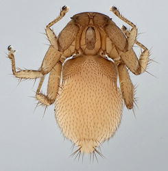 Nycteribiidae (Bat Flies) | SpringerLink