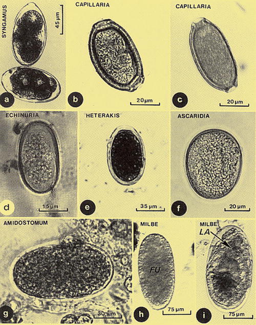 Ascaridia Species of Birds | SpringerLink