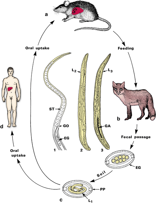 Capillaria Species of Humans | SpringerLink