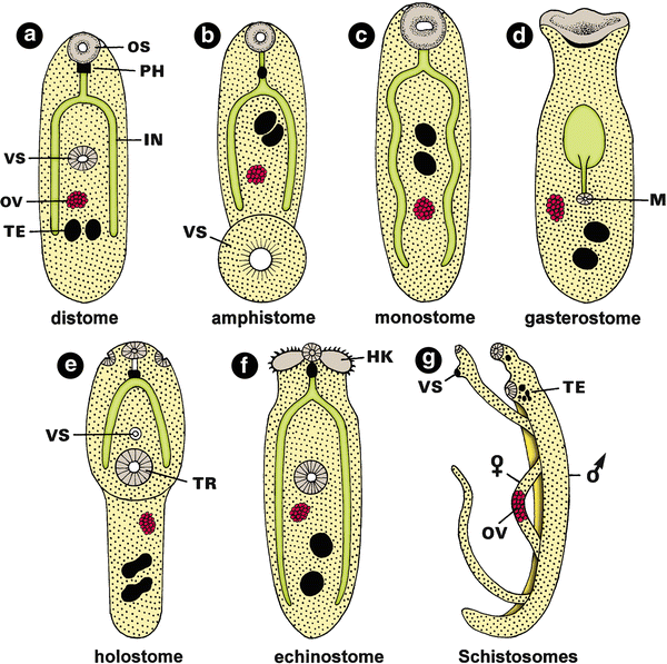 Digenea | SpringerLink