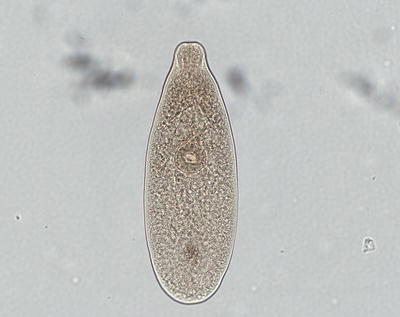 Alaria alata | SpringerLink