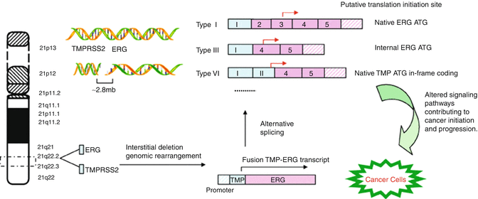 TMPRSS2/ERG Fusions | SpringerLink