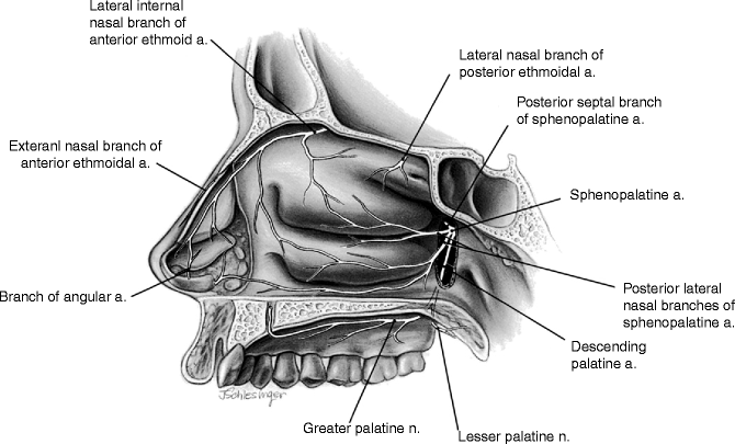 Surgical Anatomy of the Nose | SpringerLink