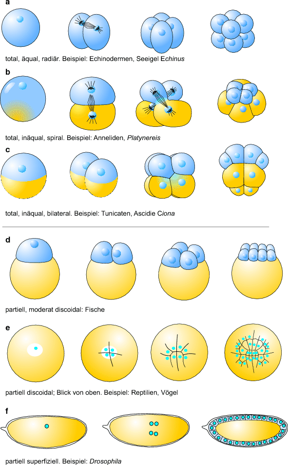 Etappen und Prinzipien der Entwicklung | SpringerLink