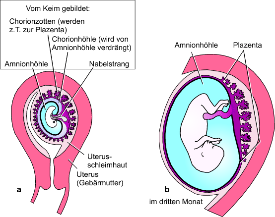 Die Embryonalentwicklung des Menschen | SpringerLink