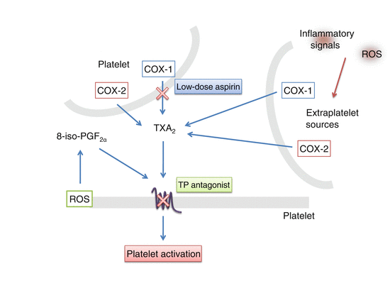 Thromboxane Receptors Antagonists and/or Synthase Inhibitors | SpringerLink
