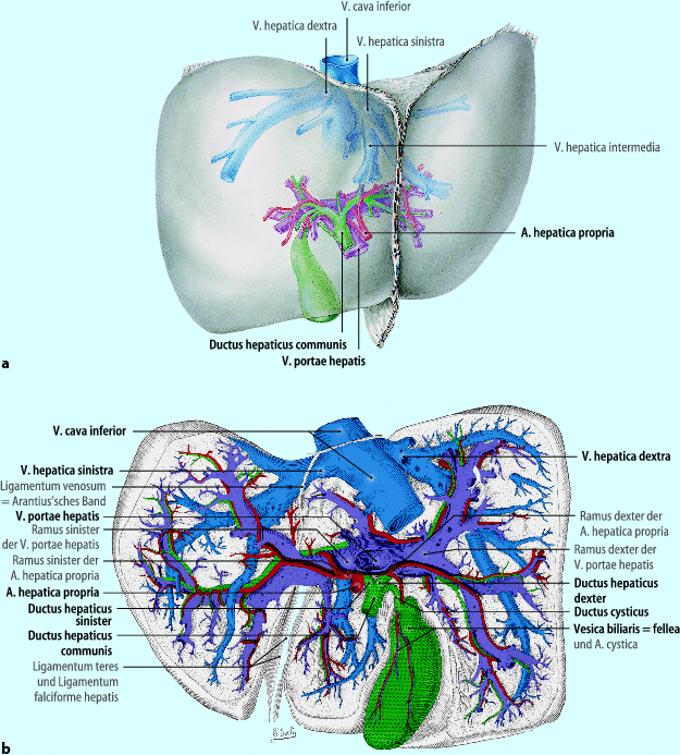 Anatomie und Physiologie des Gastrointestinaltraktes | SpringerLink