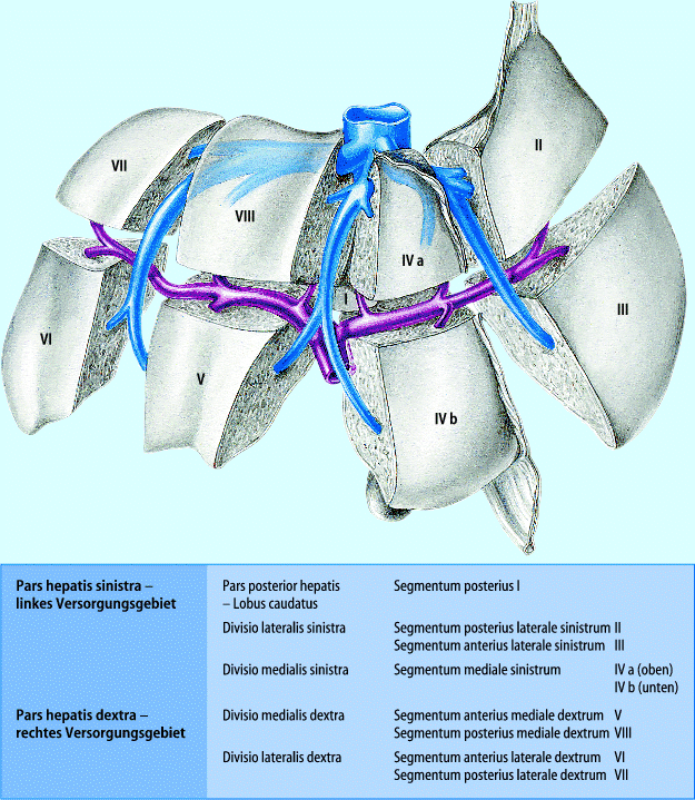 Anatomie und Physiologie des Gastrointestinaltraktes | SpringerLink