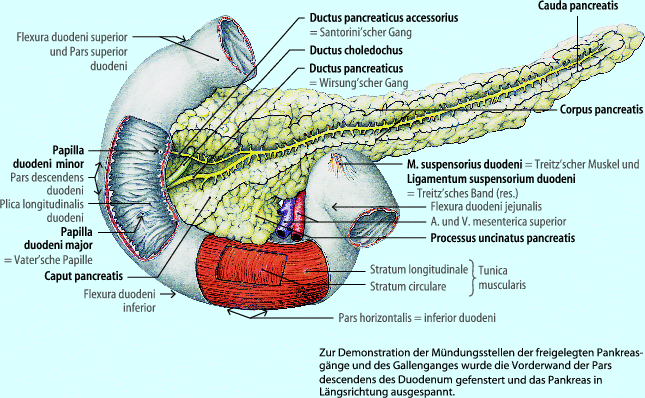 Anatomie und Physiologie des Gastrointestinaltraktes | SpringerLink