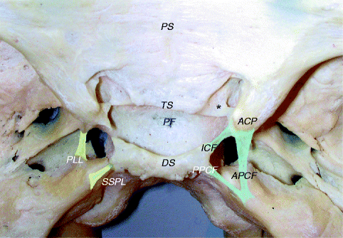Intracranial Segment | SpringerLink