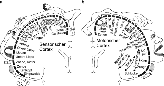 Der Moderne Mensch | SpringerLink