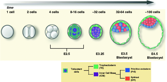 Cell Lineage Allocation Within the Inner Cell Mass of the Mouse ...