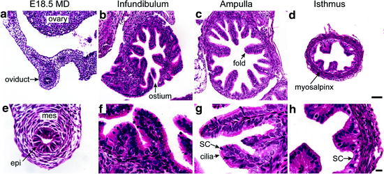 Mouse Oviduct Development | SpringerLink
