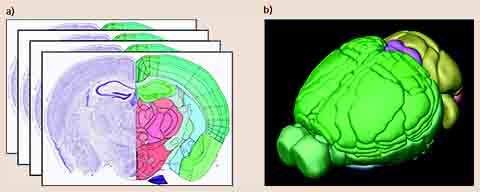 The Allen Brain Atlas | SpringerLink
