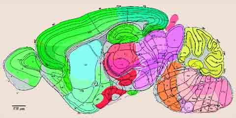 The Allen Brain Atlas | SpringerLink
