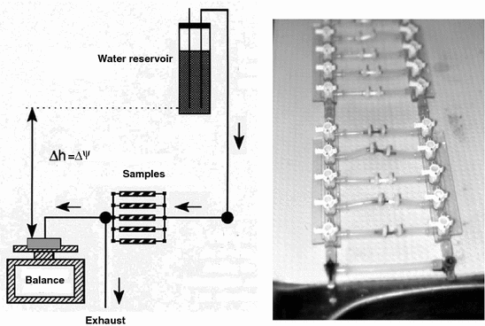 Xylem Cavitation and Embolism in Plants Living in Water-Limited ...
