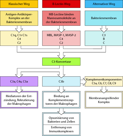 Krankheiten des Immunsystems | SpringerLink