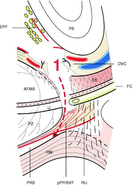 Surgical Anatomy of the Prostate for Radical Prostatectomy | SpringerLink