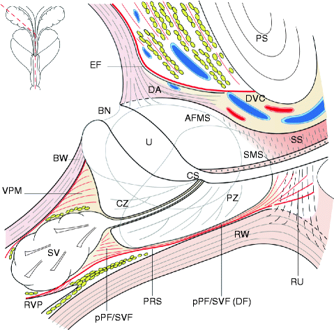 Surgical Anatomy of the Prostate for Radical Prostatectomy | SpringerLink