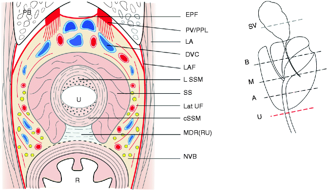 Surgical Anatomy of the Prostate for Radical Prostatectomy | SpringerLink