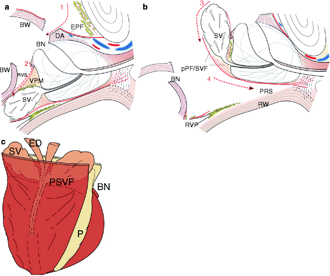 Surgical Anatomy of the Prostate for Radical Prostatectomy | SpringerLink
