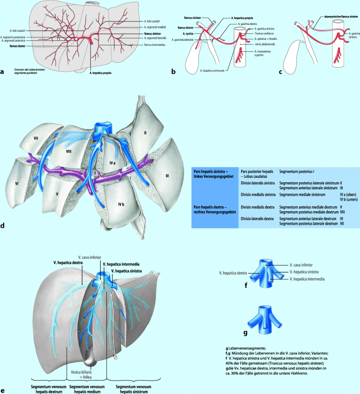 Diagnostik und Interventionen an Lebergefäßen und Pfortader nach ...