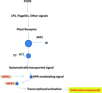 PGPR-Induced Systemic Resistance (ISR) in Plant Disease Management ...