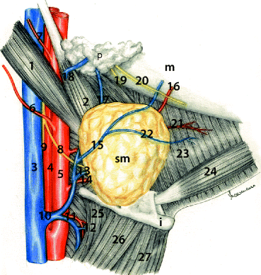 Submandibular–Submental Region (Robbins Level I) | SpringerLink