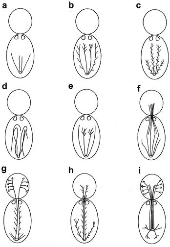 Tracheae in Spiders: Respiratory Organs for Special Functions ...