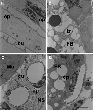 Tracheae in Spiders: Respiratory Organs for Special Functions ...