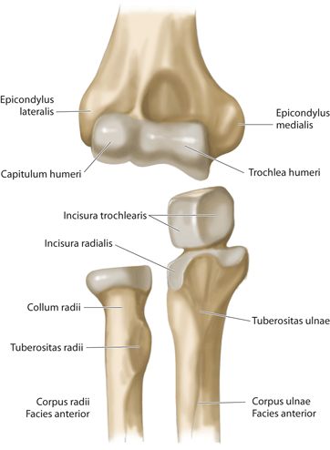 Funktionelle Anatomie und Biomechanik des Ellenbogens | SpringerLink