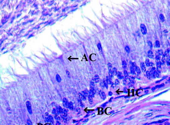 The Boar Reproductive System | SpringerLink