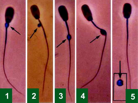 The Boar Reproductive System | SpringerLink