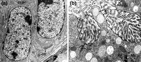 The Boar Reproductive System | SpringerLink