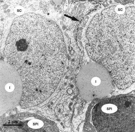 The Boar Reproductive System | SpringerLink