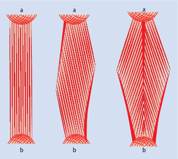 Normale Entwicklung, Anatomie und Funktion | SpringerLink