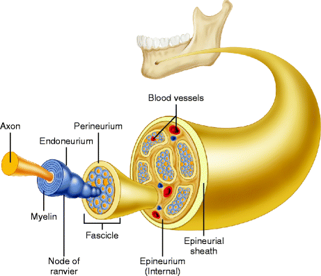 Nerve Injury and Regeneration | SpringerLink