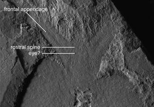 The Arthropod Head | SpringerLink