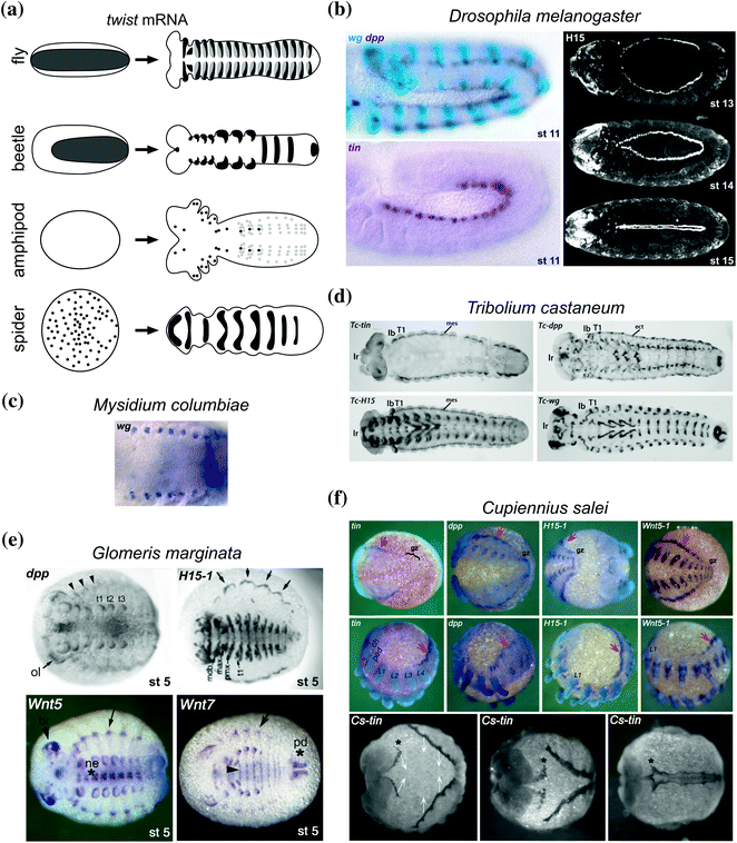 The Arthropod Circulatory System | SpringerLink