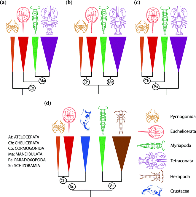 The Arthropoda: A Phylogenetic Framework | SpringerLink