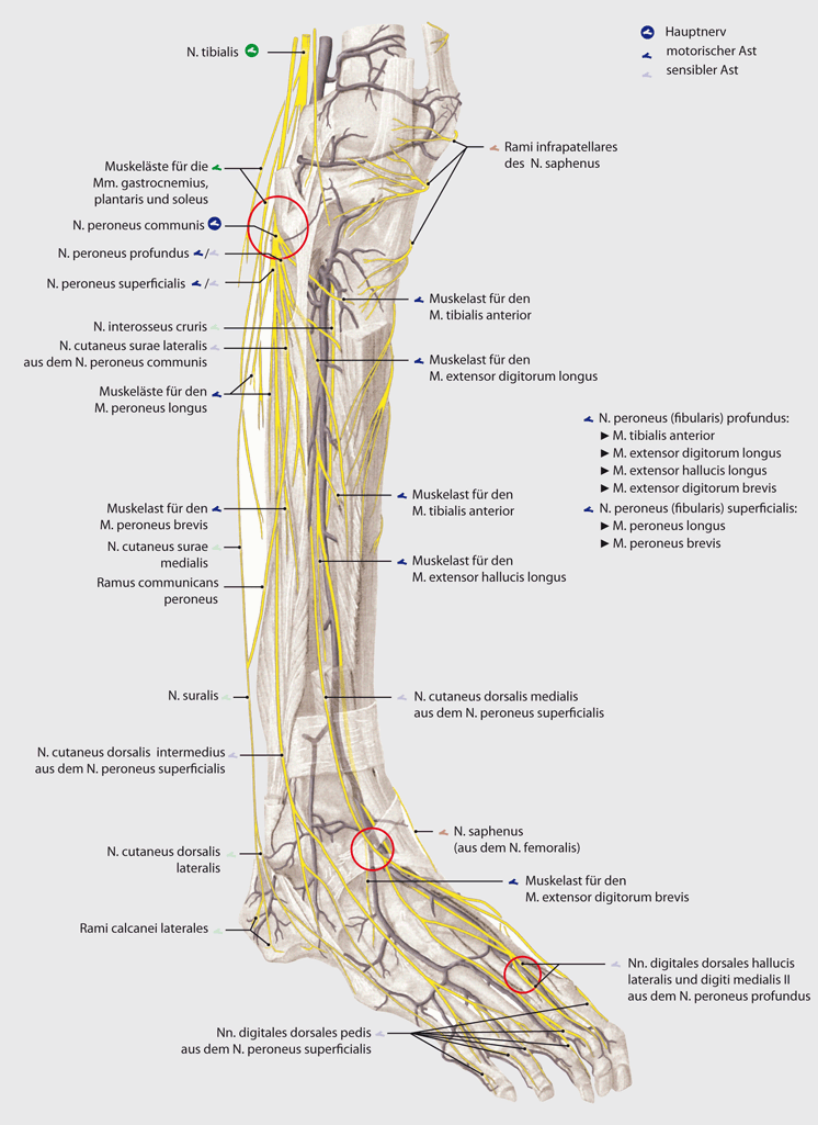 Nervenkompressionssyndrome | SpringerLink