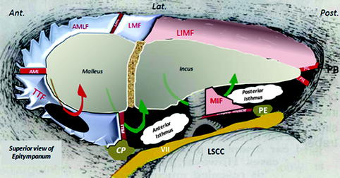 Middle Ear Contents | SpringerLink